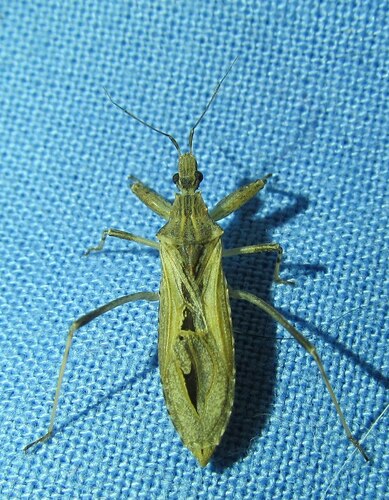 Oncocephalus vescerae · iNaturalist