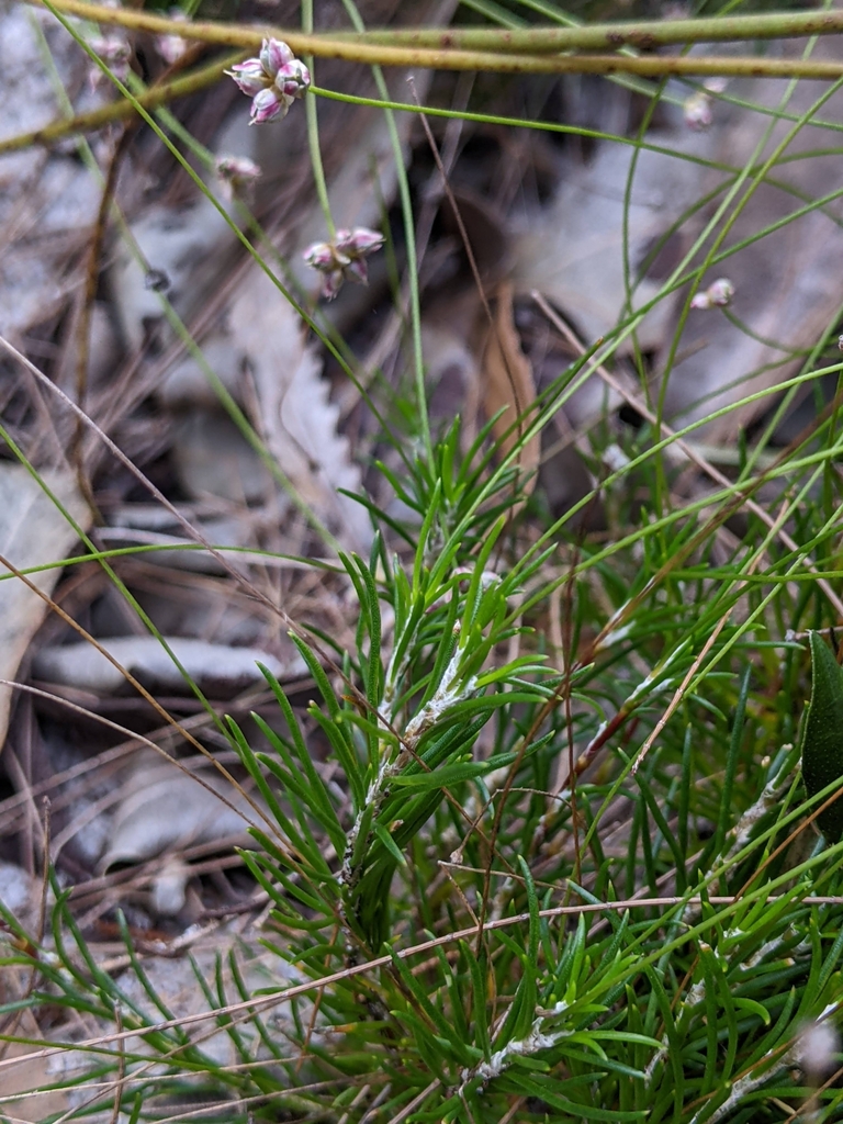 Slender Wire Lily from Location: -25.443669, 153.052392 on October 4 ...
