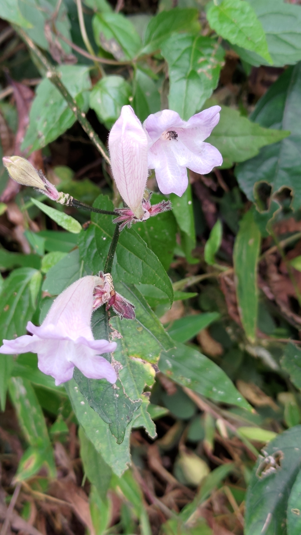 Strobilanthes pentastemonoides (Nees) T.Anderson