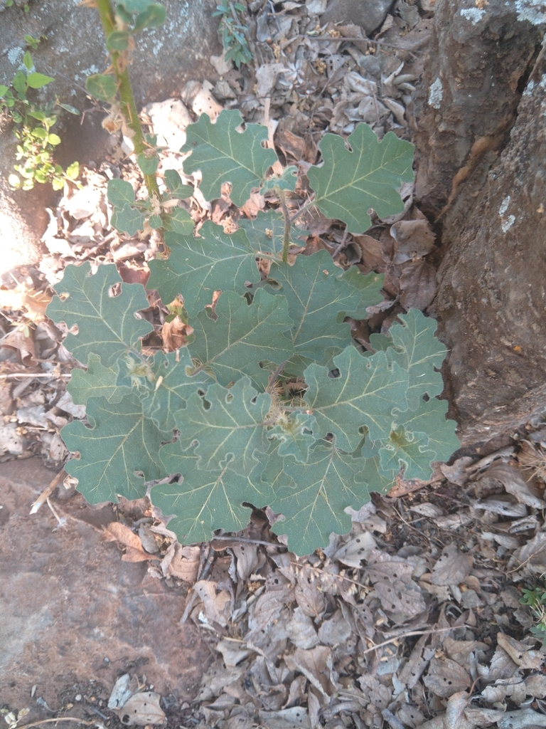 nightshades from Merafong City Local Municipality, South Africa on ...