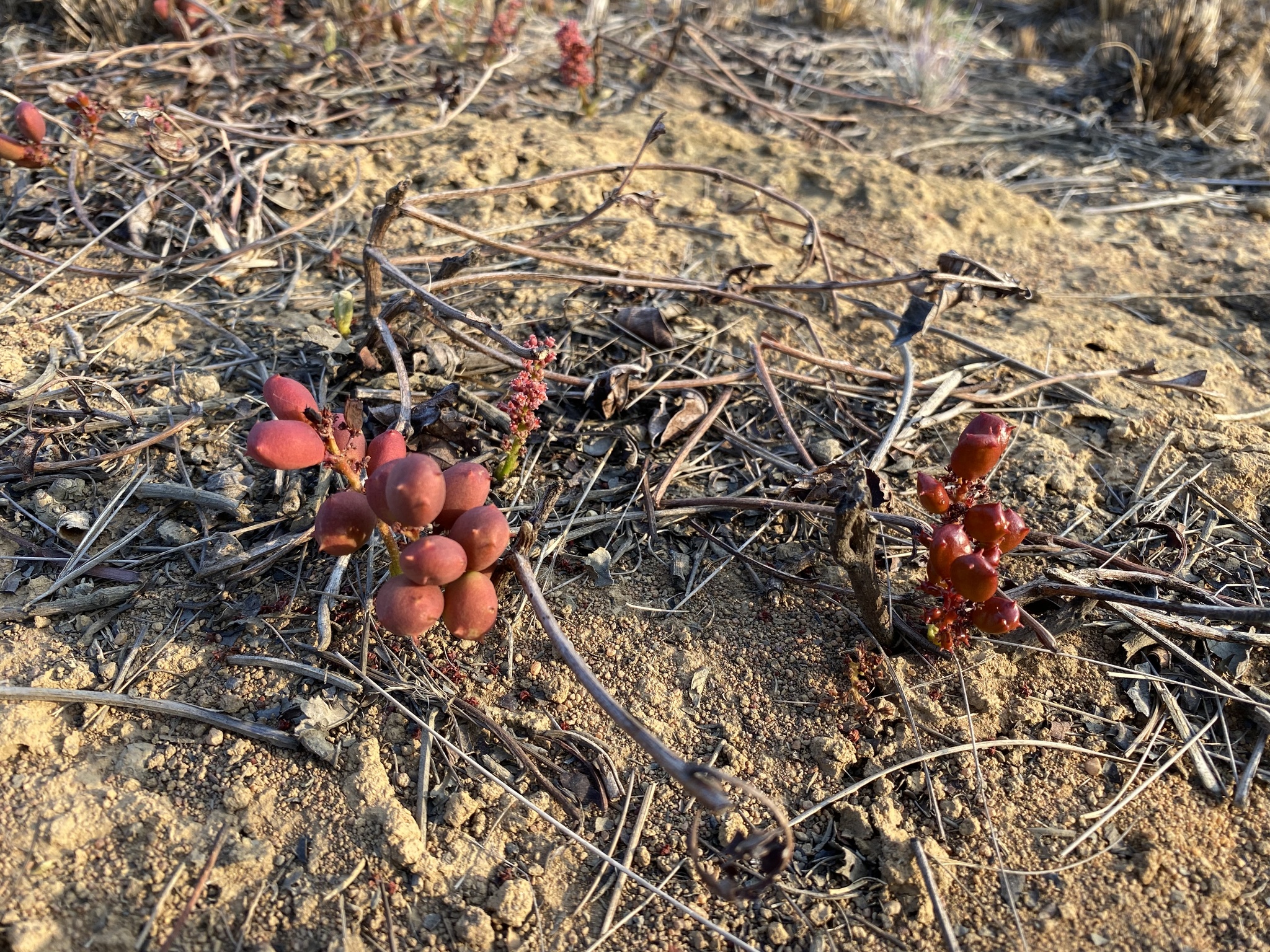 Lannea edulis (Sond.) Engl.