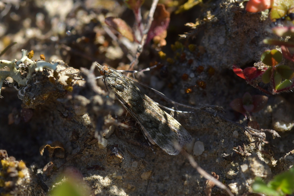 Eudonia gyrotoma from Mount Pisa, New Zealand on October 1, 2022 at 02: ...