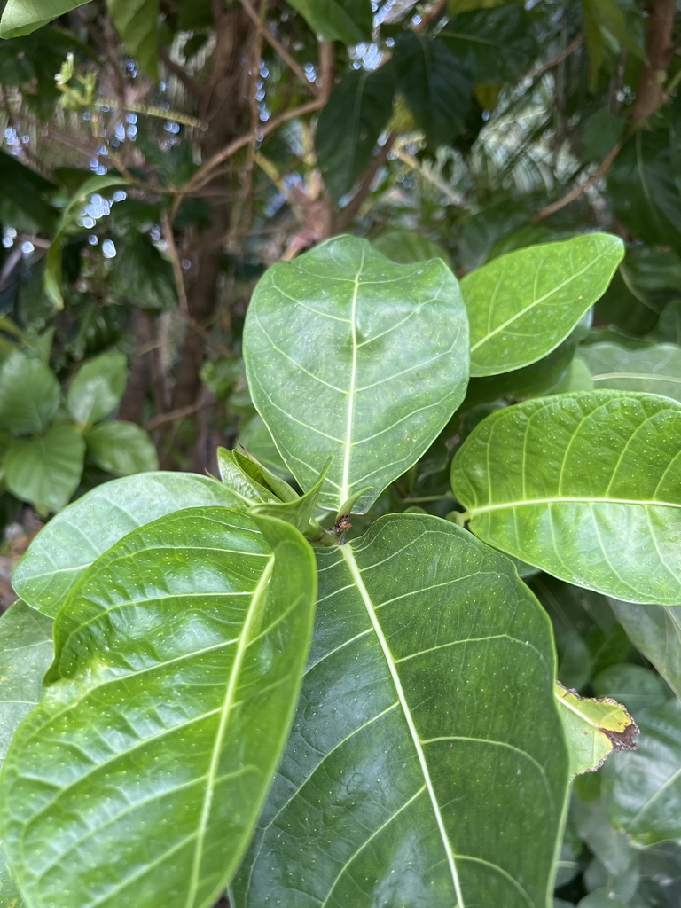 hauli tree from Calicoan Island, Guiuan, Eastern Samar, PH on October ...
