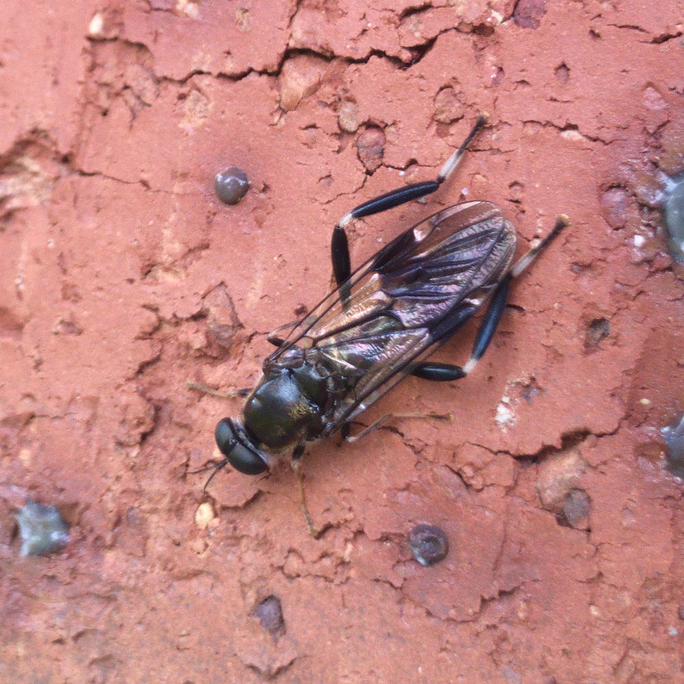 Garden soldier fly in October 2022 by Thomas Jaeger · iNaturalist
