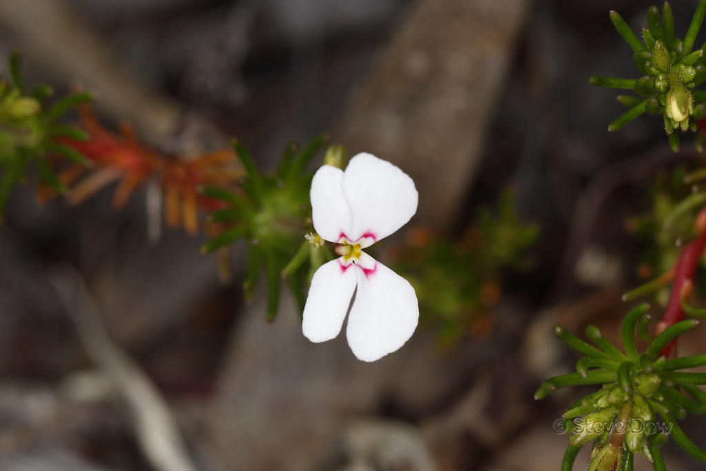 Boomerang Triggerplant (Stylidium breviscapum) - Botanical Realm