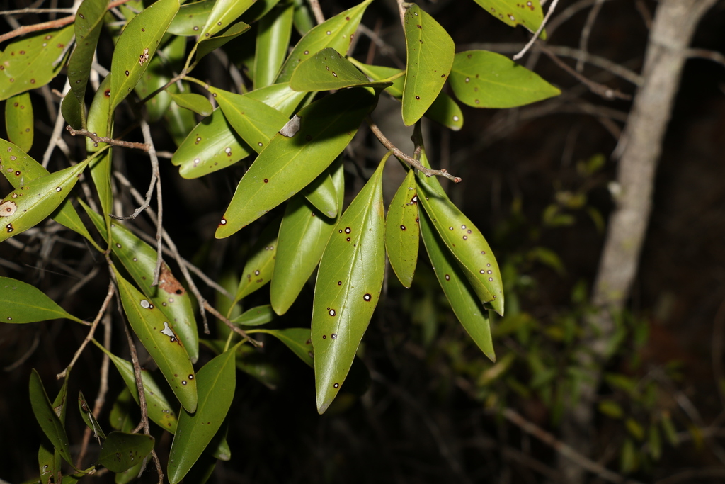 orange boxwood from Townsville QLD, Australia on October 7, 2022 at 08: ...