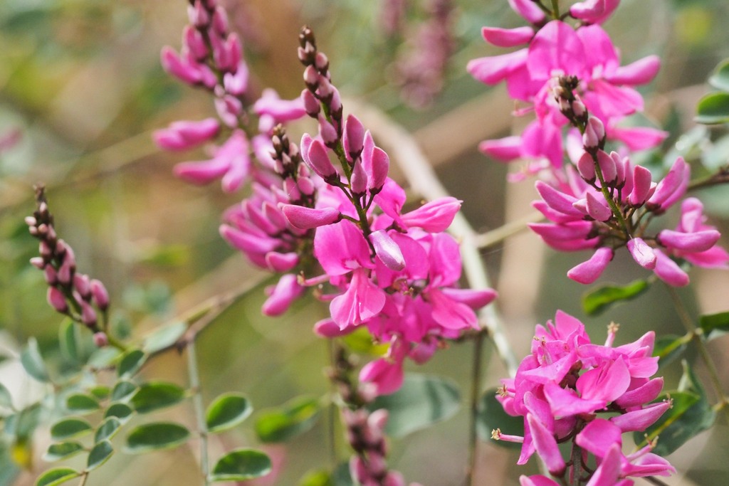 Australian Indigo from Moogem NSW 2370, Australia on September 28, 2022 ...