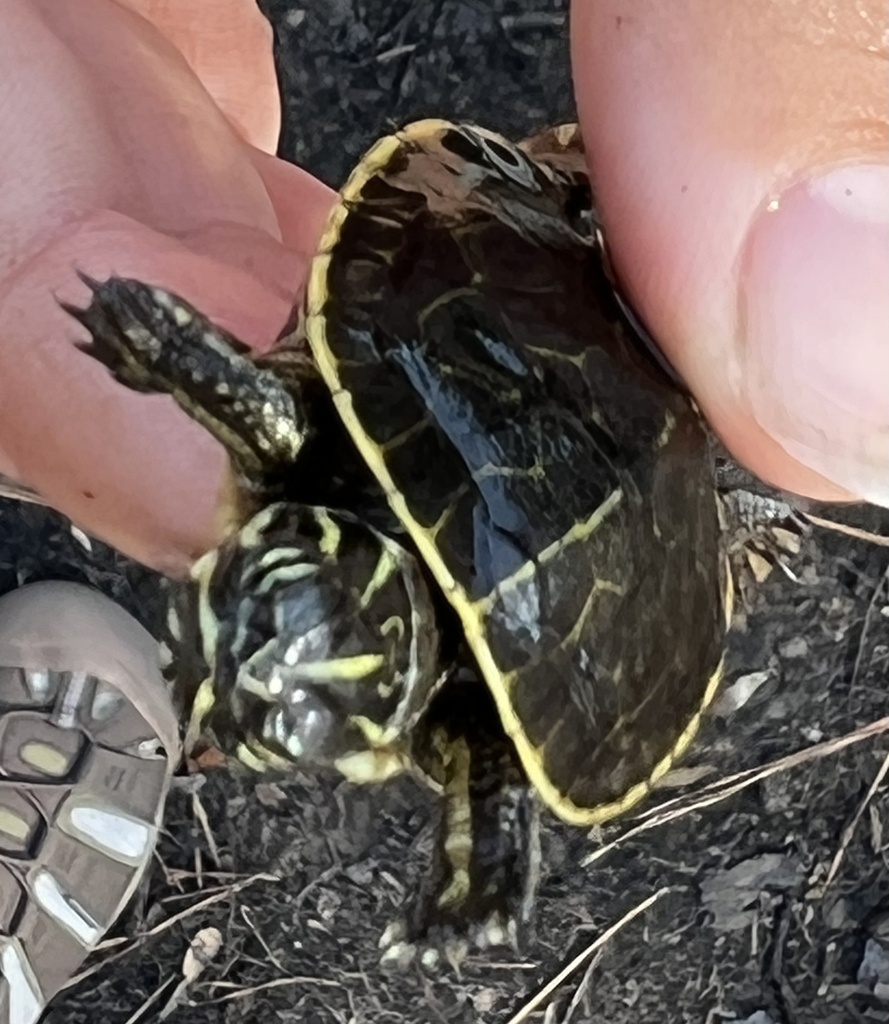 Chicken Turtle in October 2022 by Nonna Skumanich · iNaturalist