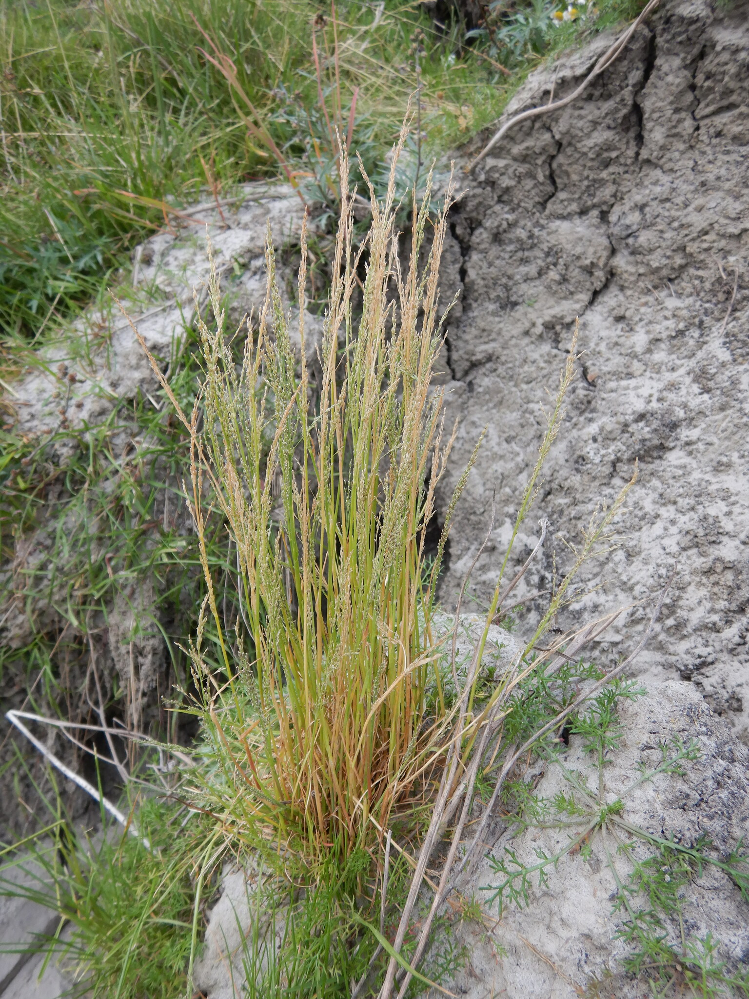 Phippsia concinna (Th.Fr.) Lindeb.