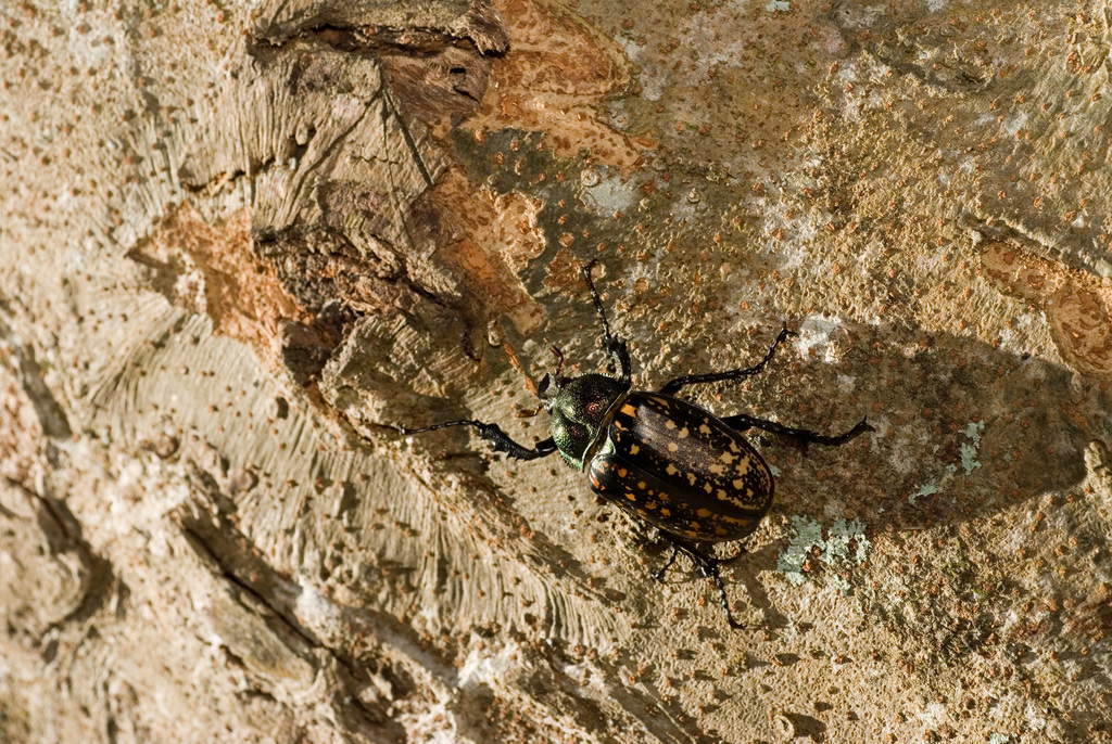 Formosan Long-armed Scarab in September 2009 by Licheng Shih · iNaturalist