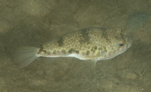 Photo 236721598, (c) John Sear, some rights reserved (CC BY-NC ...