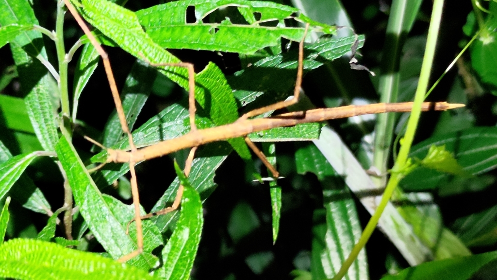 Pink-winged Stick Insect from Nantou, TW-TA, TW on October 12, 2022 at ...