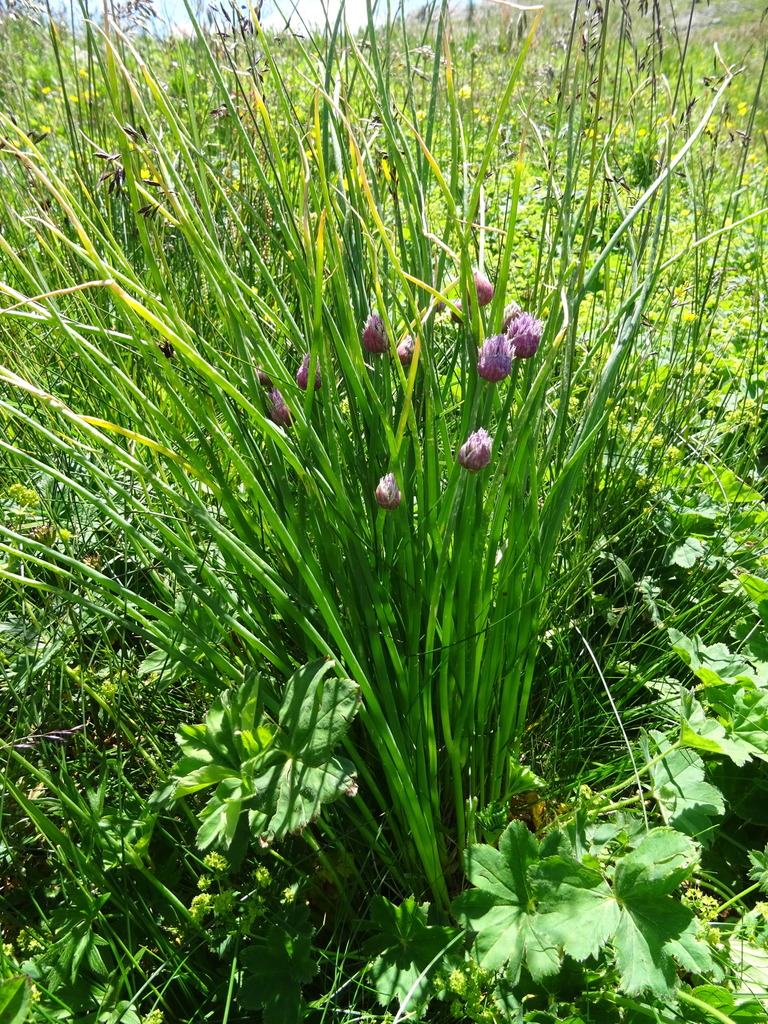 Giant Chives from Belluno, Italie on July 9, 2022 at 01:01 PM by ...