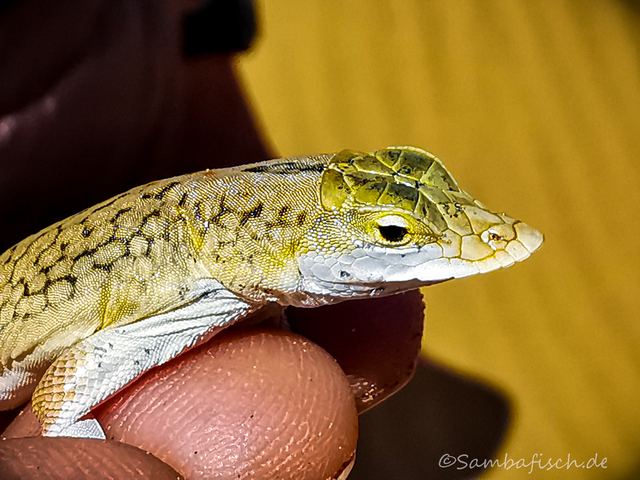 Meroles anchietae (Bocage, 1867)