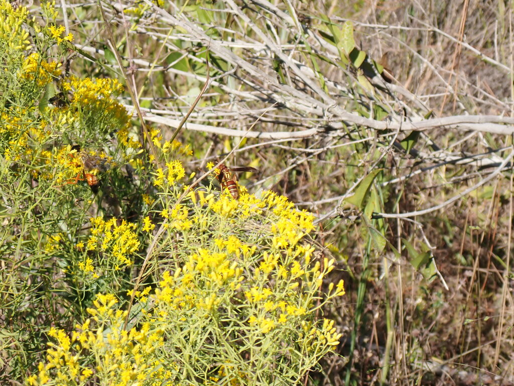 Southern Paper Wasp from Franklin County, FL, USA on October 11, 2022 ...