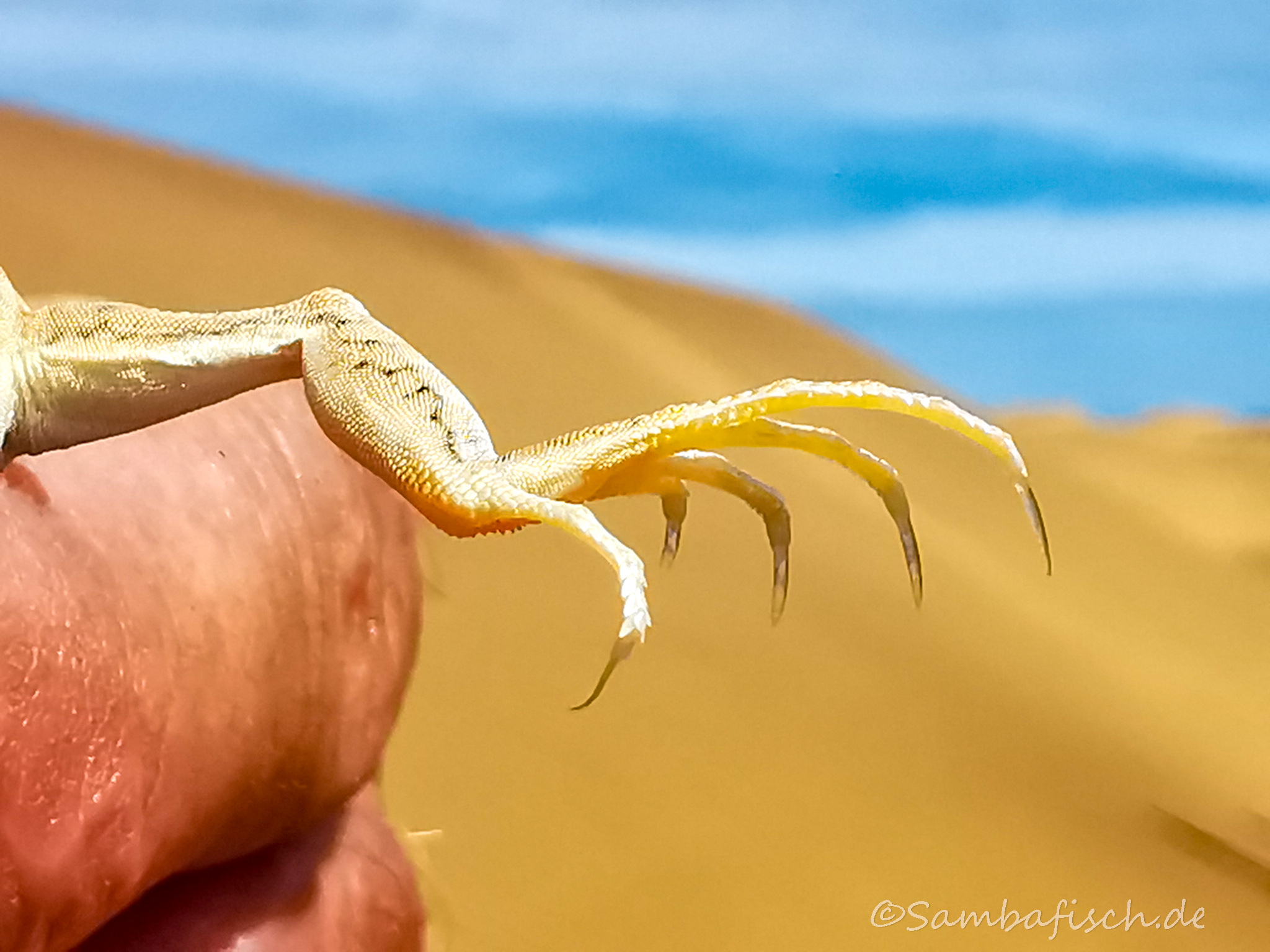 Meroles anchietae (Bocage, 1867)