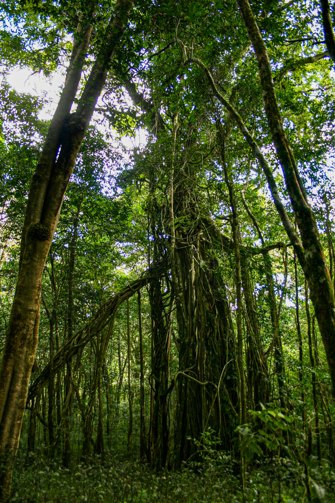 Common Wild Fig (Ficus thonningii) - Botanical Realm