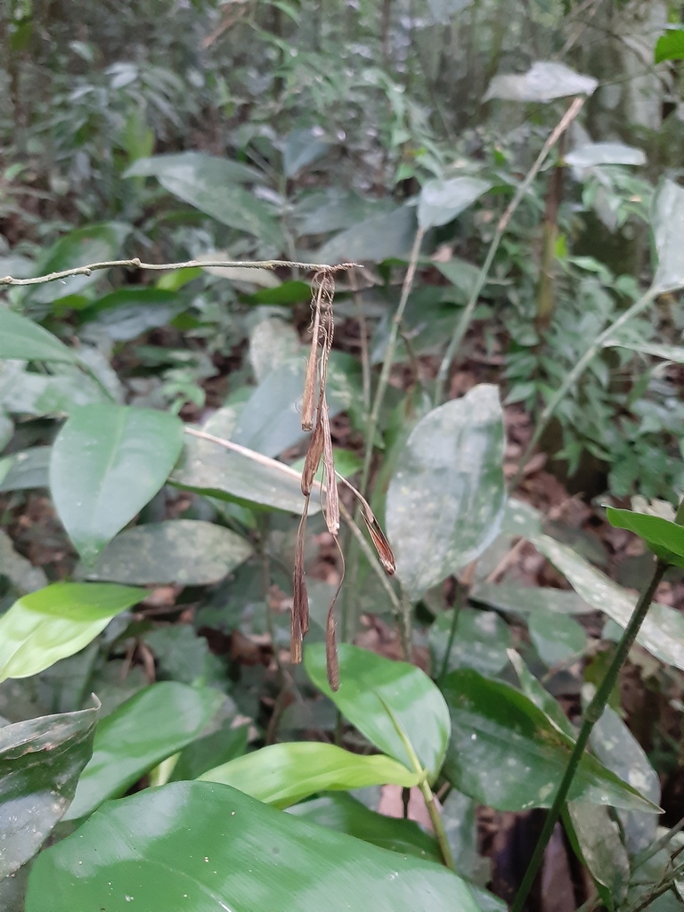 Streptochaeta spicata from Budag, Rio do Sul - SC, Brasil on September ...
