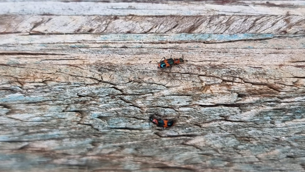 Red and Blue Beetle from Southampton WA 6253, Australia on October 02 ...