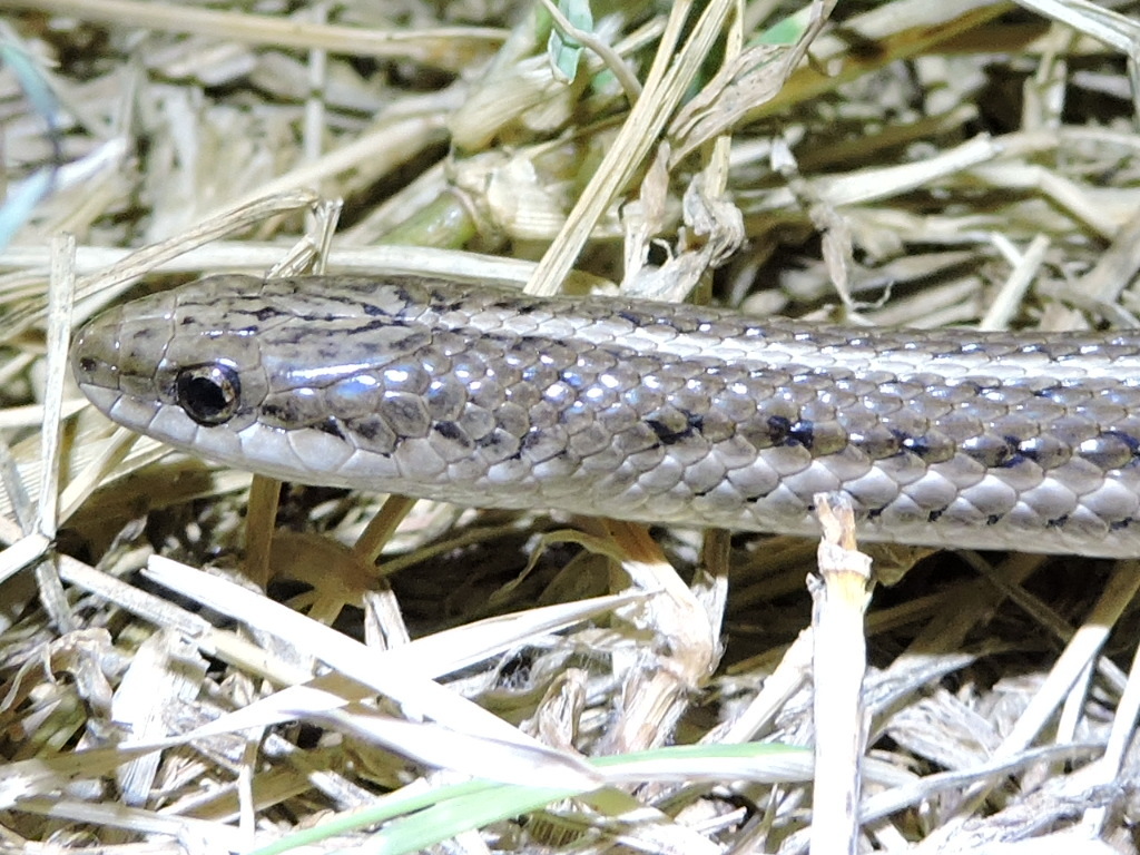 10 Facts About The Lined Snake – Snake Radar