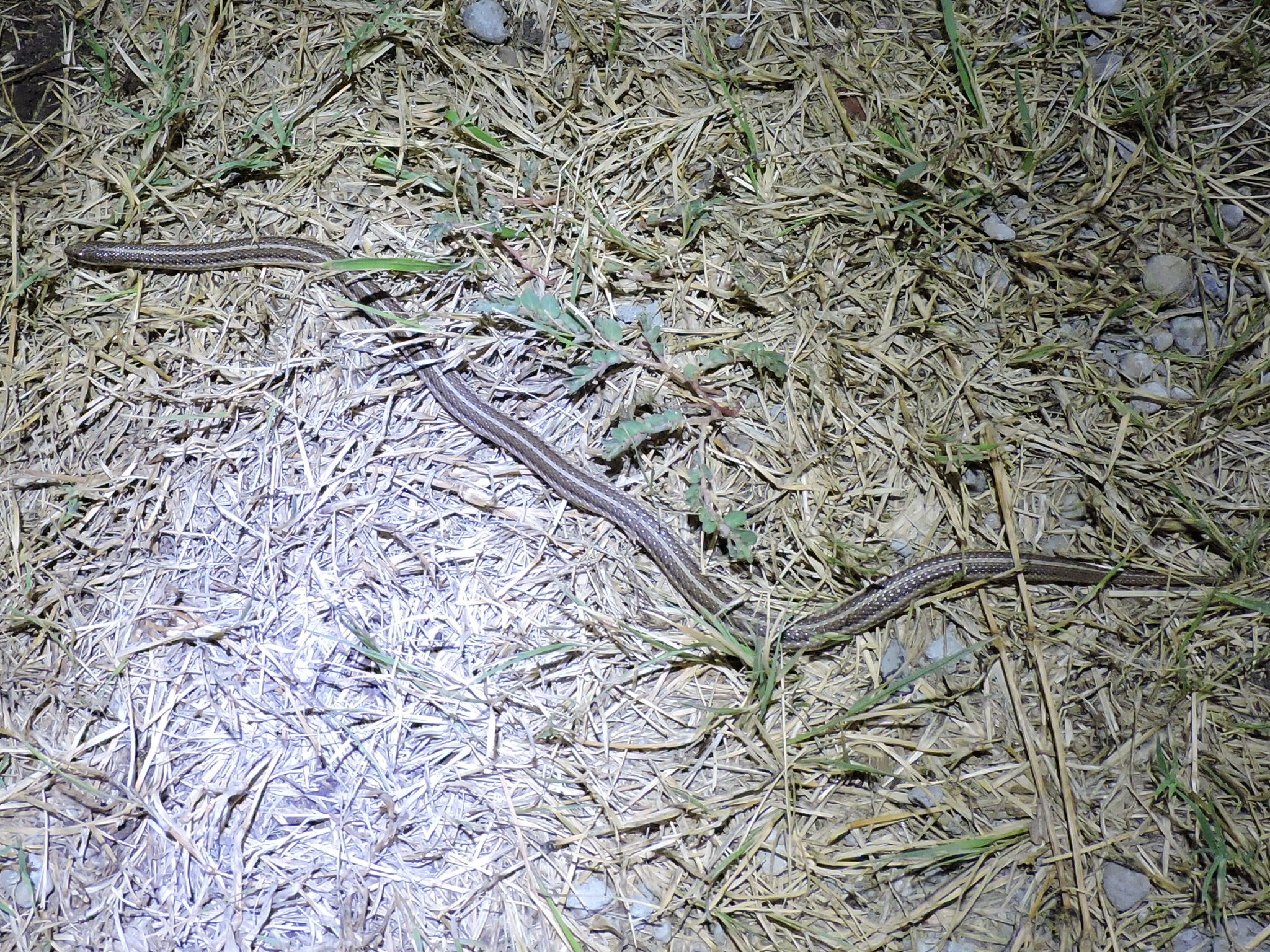 10 Facts About The Lined Snake – Snake Radar