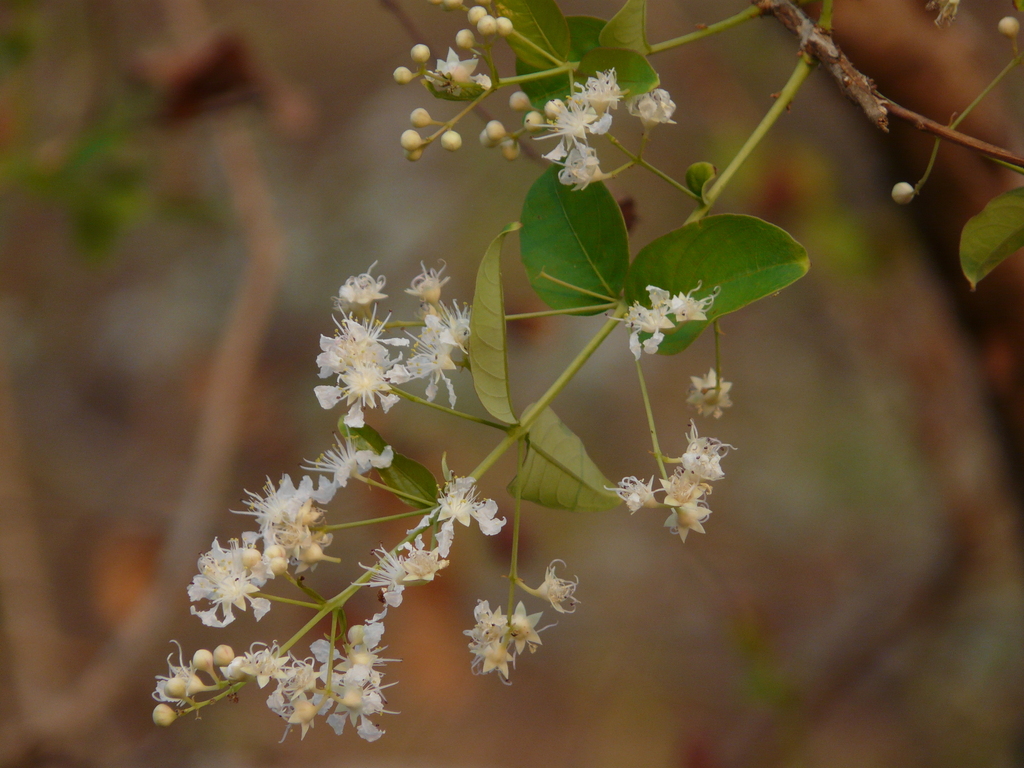 Lagerstroemia microcarpa from Mahuli, Maharashtra 421601 on February 22 ...