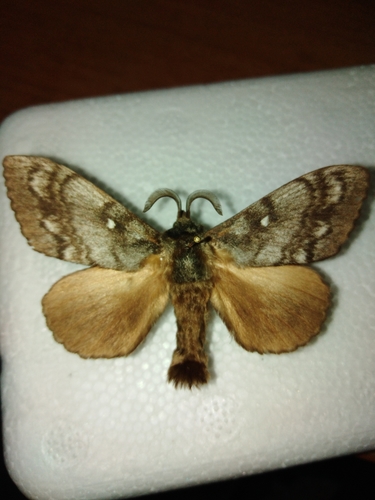 Dendrolimus sibiricus · iNaturalist United Kingdom