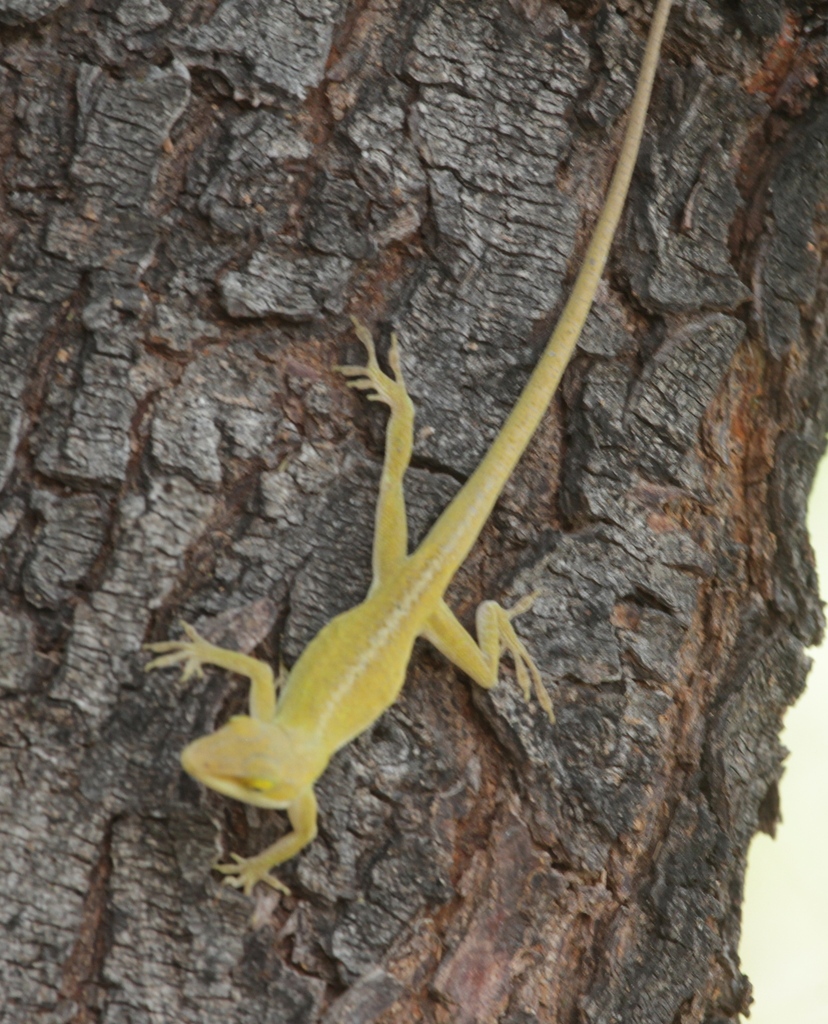Green Anole from Rio Grande Village Cmpgd, BBNP, Brewster County, TX ...