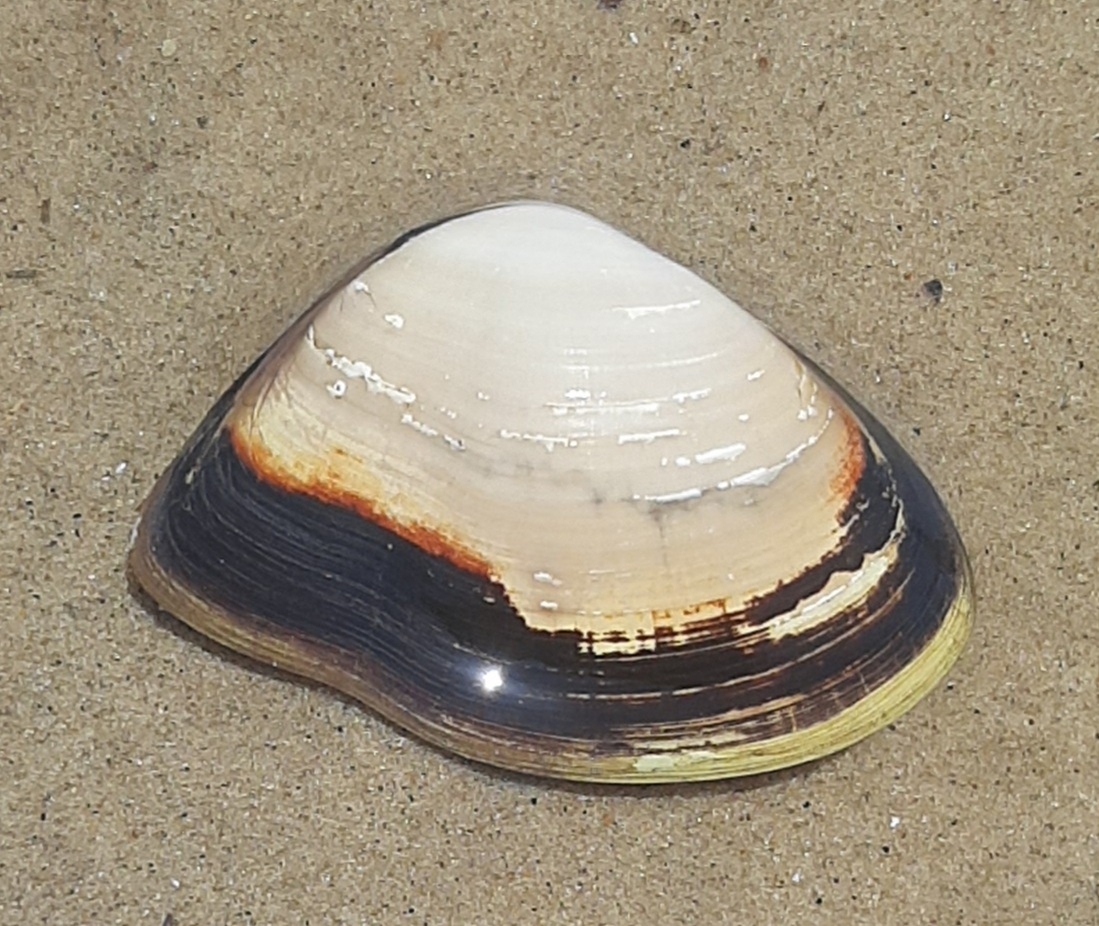 Iphigenia brasiliensis (Lamarck, 1818)