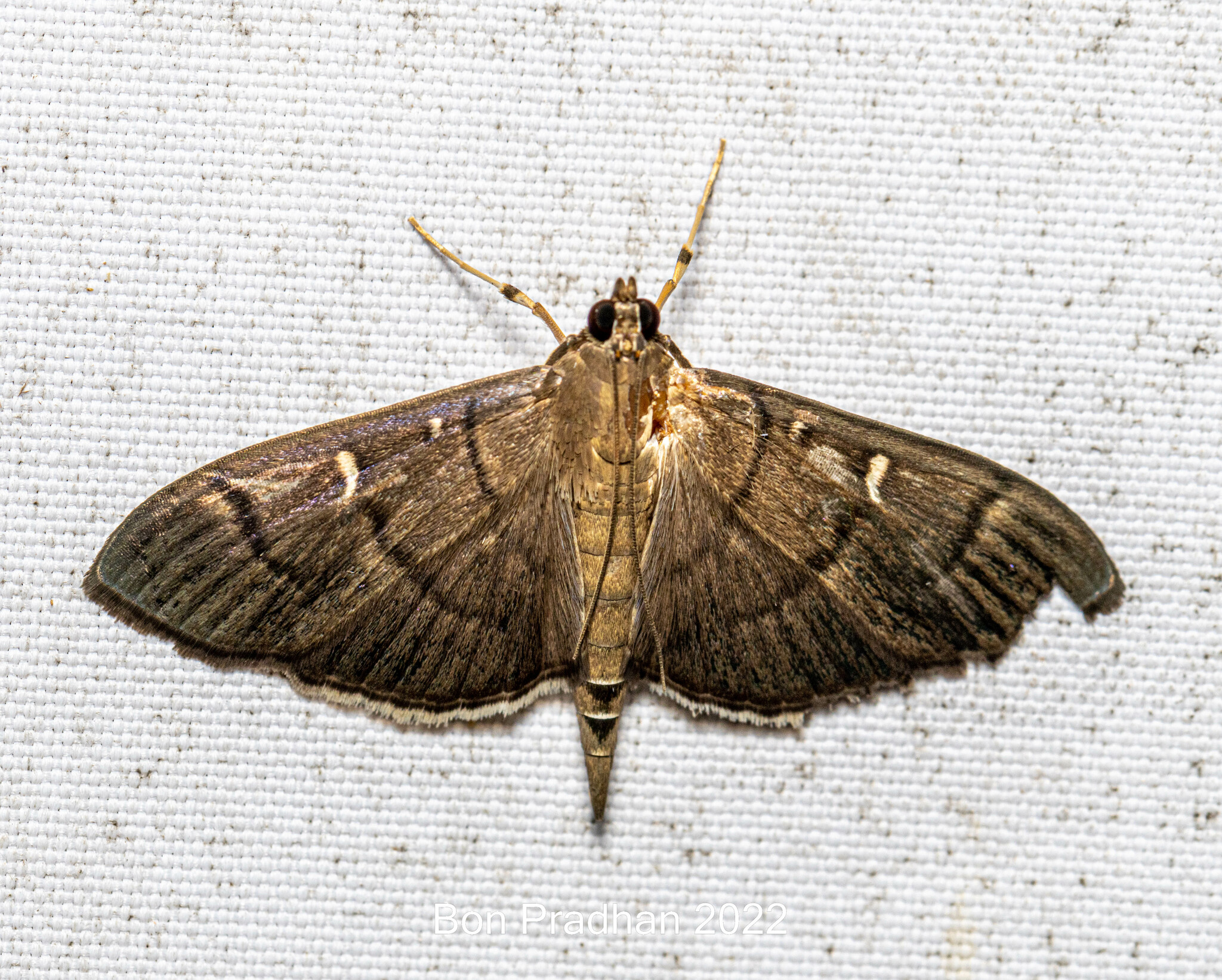 Pramadea Moore, 1888