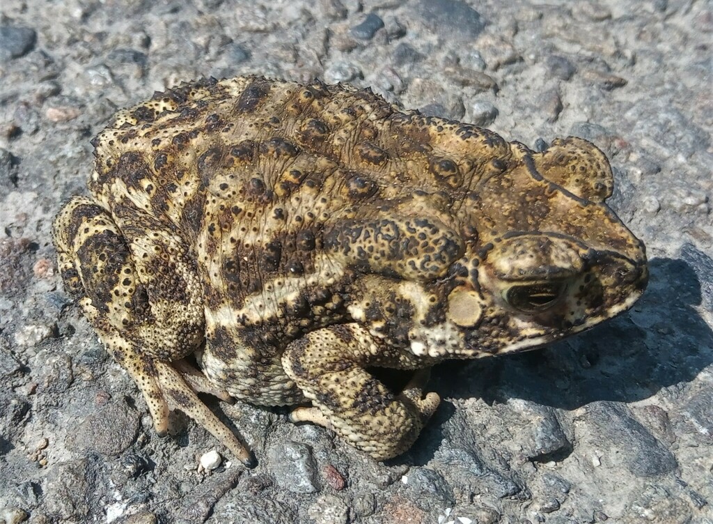 Asian Common Toad from 台灣台中市 on September 26, 2022 at 01:41 PM by ...