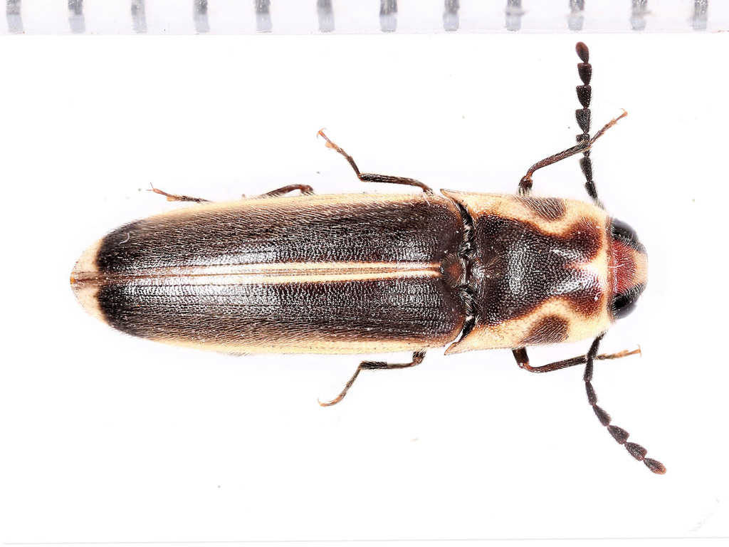 Anchastus moratus from Reserva Otongachi, La Union de Toachi, Provincia ...