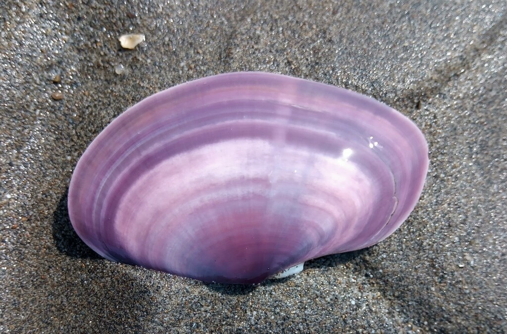 Hiatula diphos from 台灣台中市 on September 26, 2022 at 02:12 PM by ...