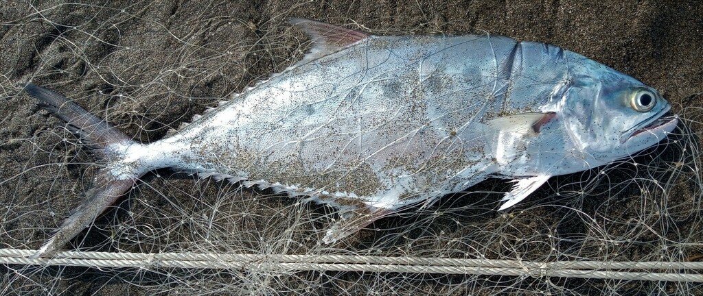 Giant Queenfish from Taichung, Taichung, Taiwan on September 26, 2022 ...