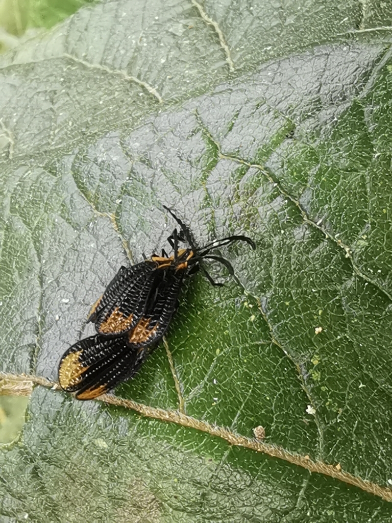 Net-winged Beetles from Moniquirá, Boyacá, Colombia on October 12, 2022 ...