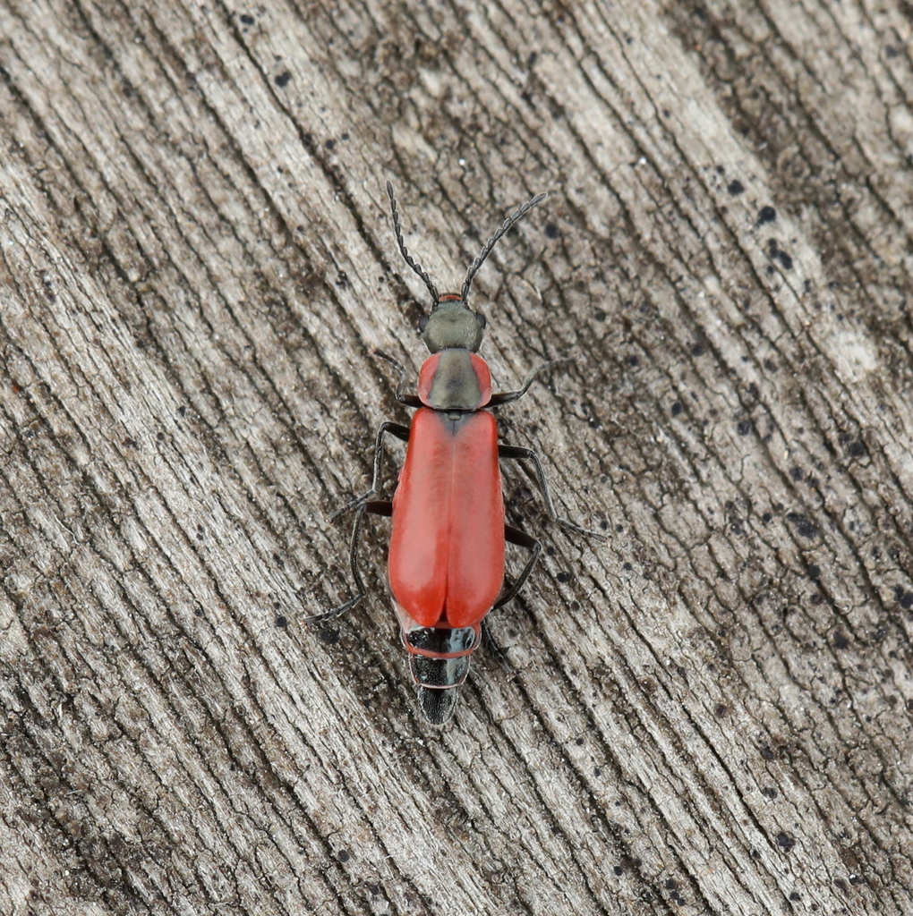 Red Malachite Beetle from Oudalle, France on October 12, 2022 at 07:06 ...
