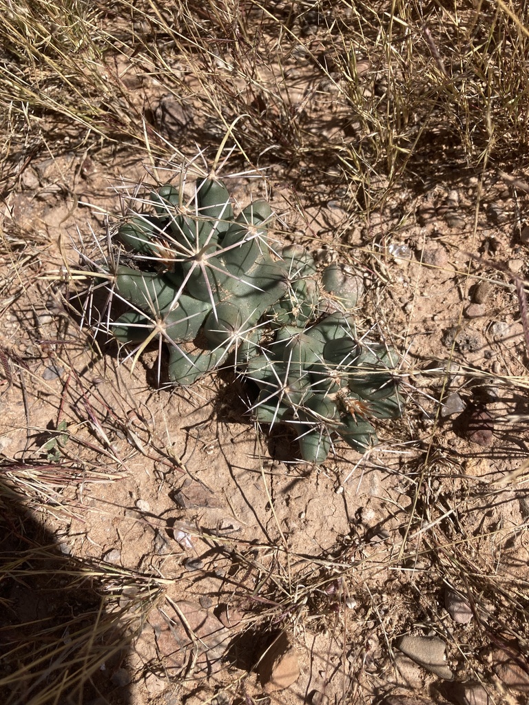 Long-tubercled Cory Cactus in October 2022 by kurthotchkiss · iNaturalist