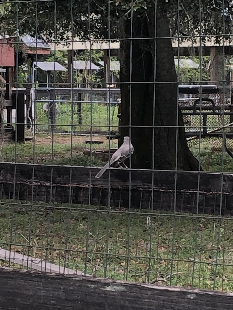 Northern Mockingbird from Hale Rd, Land O Lakes, FL, US on October 12 ...