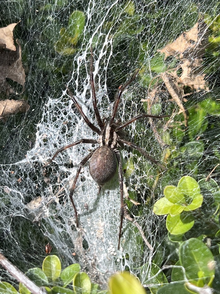 Grass Spiders from Cox Arboretum Park, Dayton, OH, US on September 29 ...