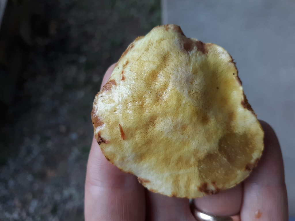 Chicken Fat Mushroom in September 2022 by Laura Moorman. Growing from ...