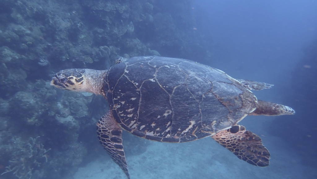 Hawksbill Sea Turtle in October 2022 by Robin White · iNaturalist