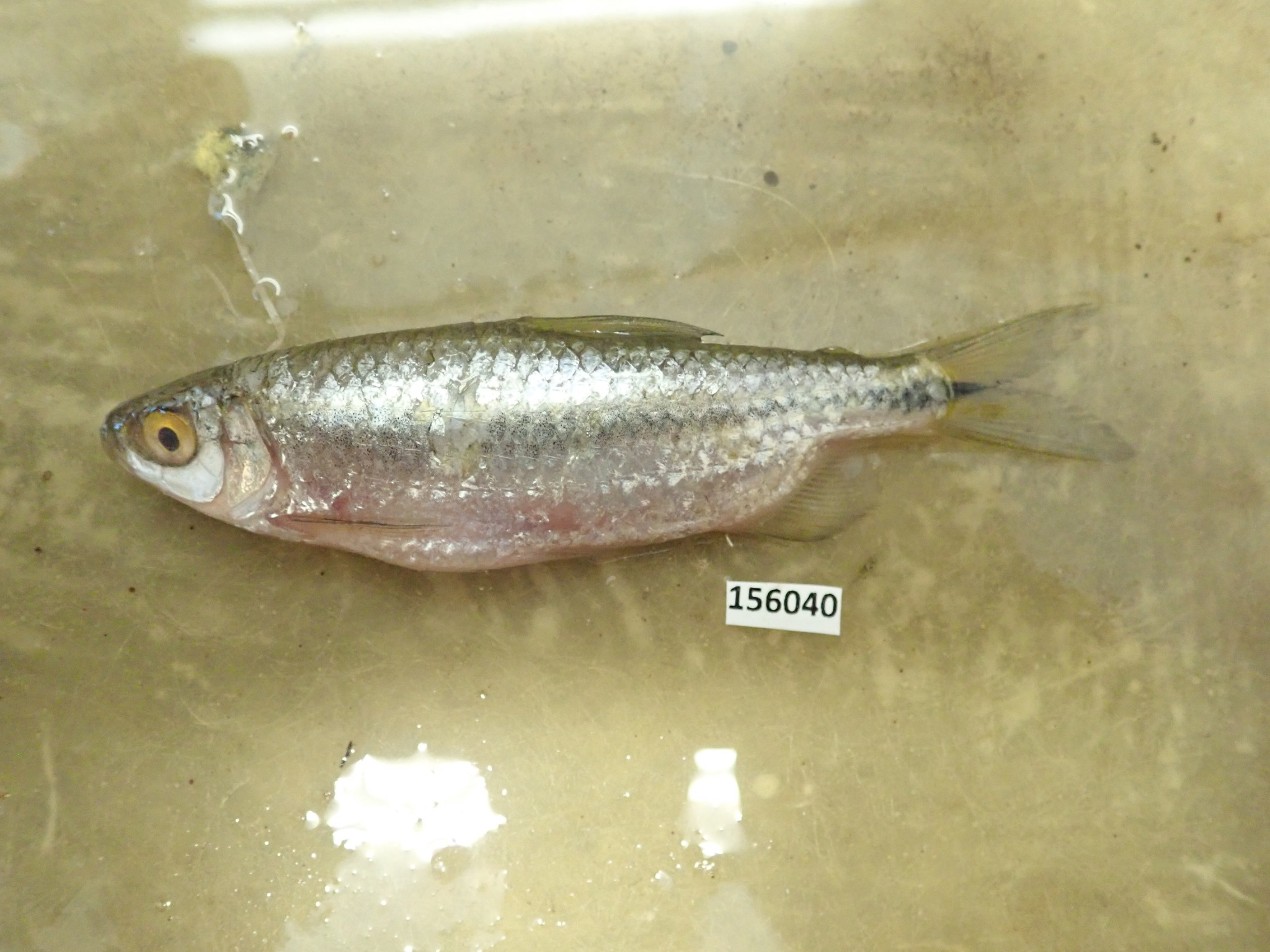 Brycinus lateralis (Boulenger, 1900)