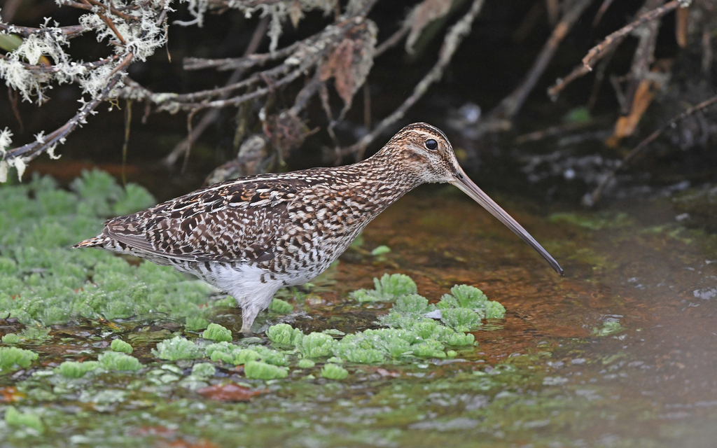 Noble Snipe (Gallinago nobilis) - Avian Discovery