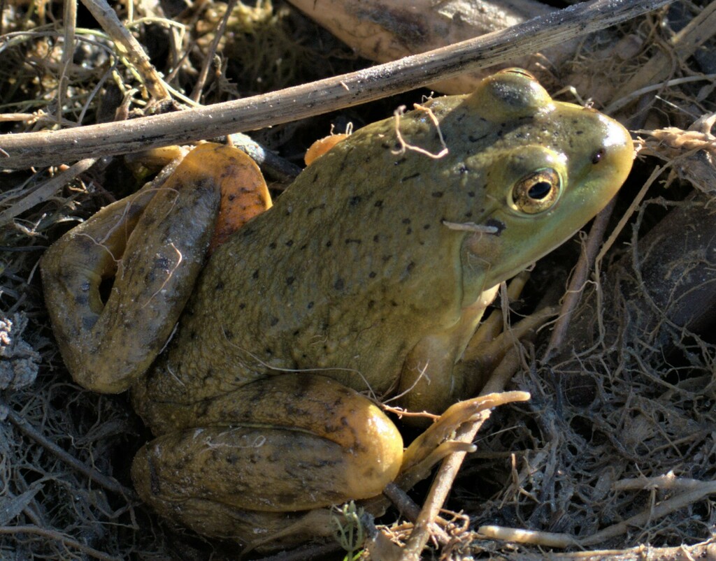 American Bullfrog from Priest Lake, ID 83856, USA on October 12, 2022 ...