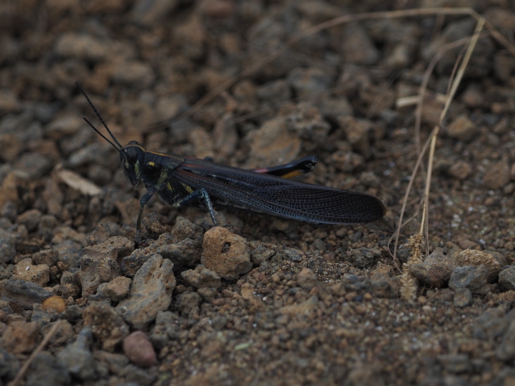 Large Painted Locust from Parque Nacional Galápagos, Floreana ...