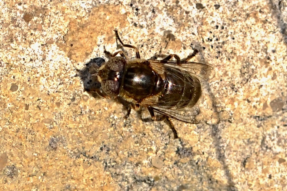 Common Lagoon Fly from 293 01 Mladá Boleslav, Česko on October 10, 2022 ...