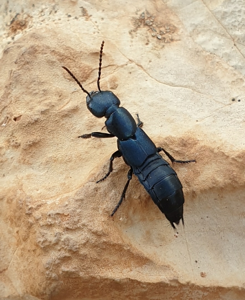 Ocypus ophthalmicus from 91010 San Vito lo capo TP, Italia on October ...