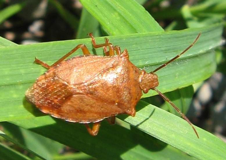 Brown and Orange Predatory Stink Bug from Tweed, ON, Canada on August ...