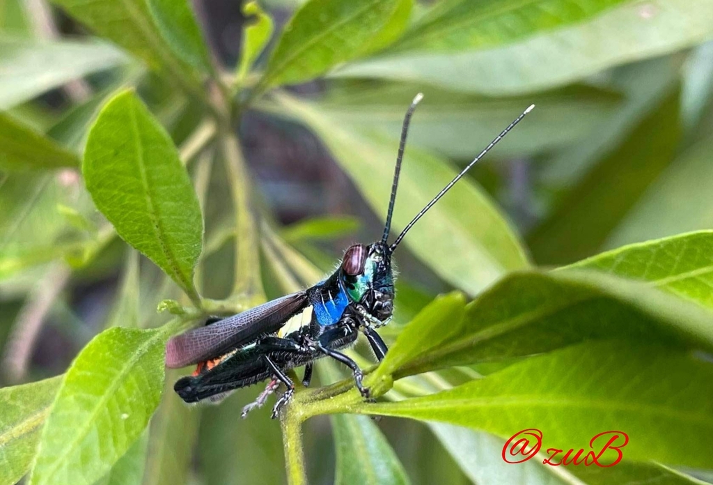 Proctolabus mexicanus from Teopantlán, Pue., México on October 4, 2021 ...