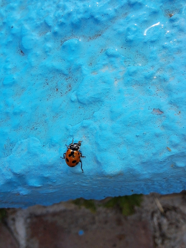 Variegated Lady Beetle from General Pico on October 12, 2022 at 04:19 ...